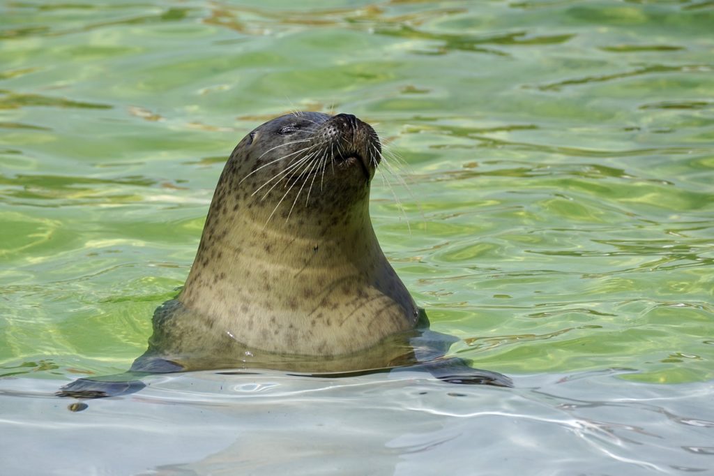 Wat te doen op Texel? De mooiste plekjes en 11 leuke tips op Texel