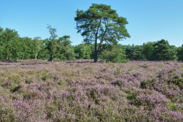 De heide kleurt paars! De mooiste heidevelden op de Utrechtse Heuvelrug