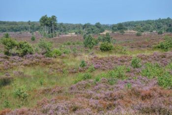 De heide kleurt paars! De mooiste heidevelden op de Utrechtse Heuvelrug