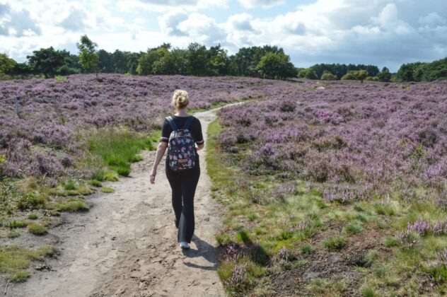Heide in het Gooi: ontdek de mooiste heidevelden rond Hilversum